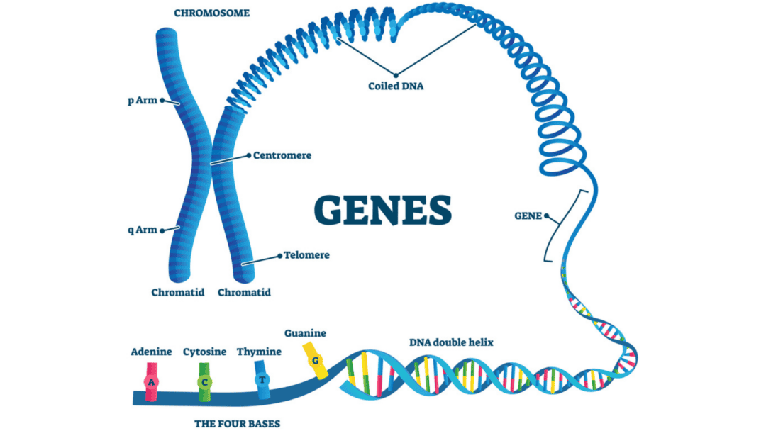 Genetics and Inheritance: How Traits Are Passed Down in the Animal ...