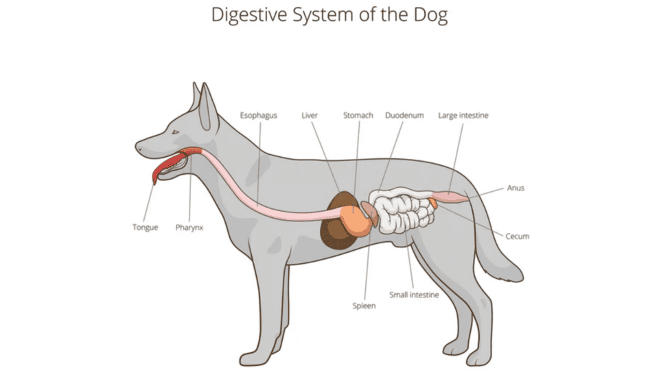 Digestion in Animals: Different Systems for Different Diets - Animals ...