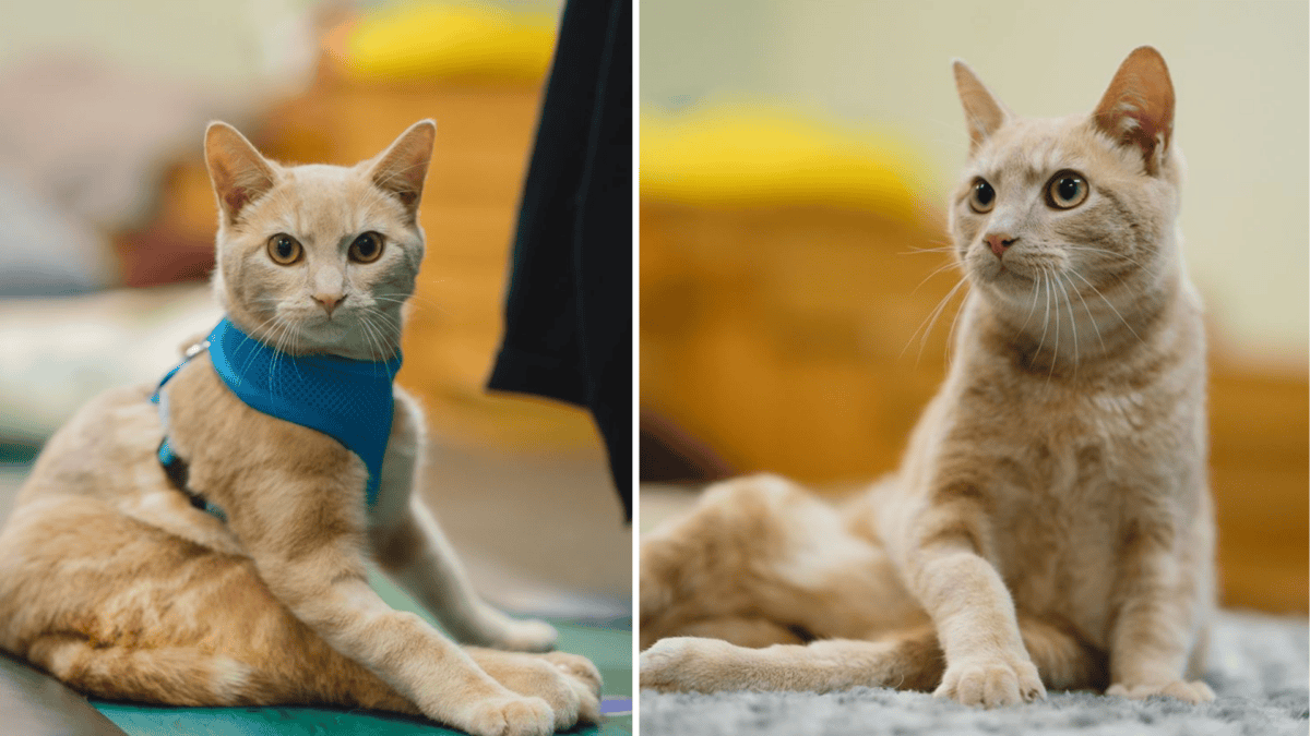 Paralyzed Kitten Refuses to Give Up After Car Accident, Gets Life ...