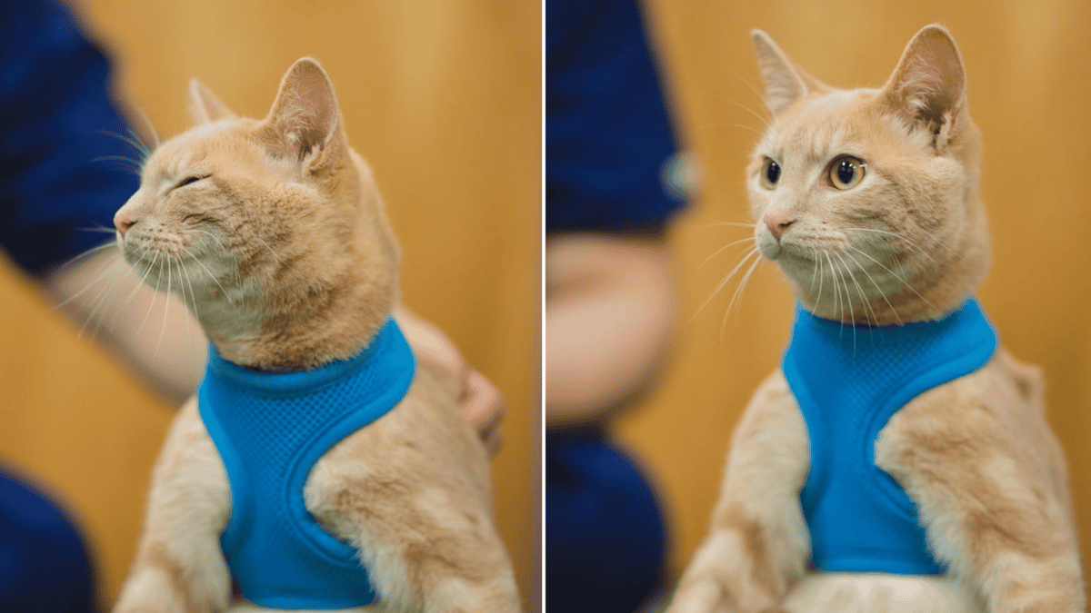 Paralyzed Kitten Refuses to Give Up After Car Accident, Gets Life ...