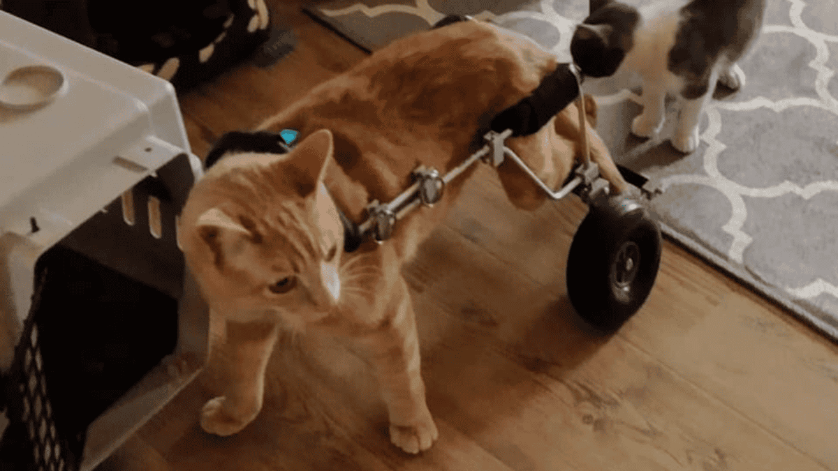 Paralyzed Kitten Refuses to Give Up After Car Accident, Gets Life ...