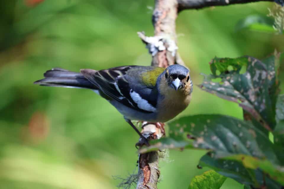 This Bird Drinks Blood Like a Vampire, But It’s Not a Predator