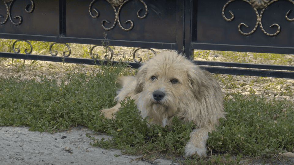 Lonely Abandoned Dog Waits Over 360 Days Outside Old Home For Family to ...