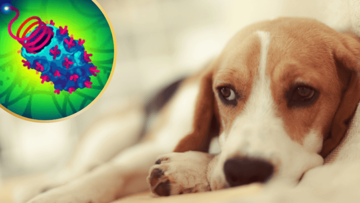 10 Things Every Dog Owner Should Know about Rabies in Dogs - Animals ...
