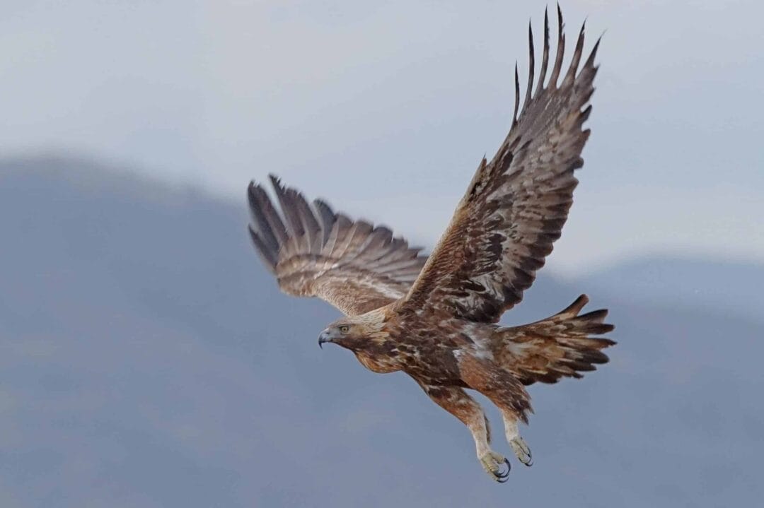10 Strongest Birds On Earth - Animals Around The Globe