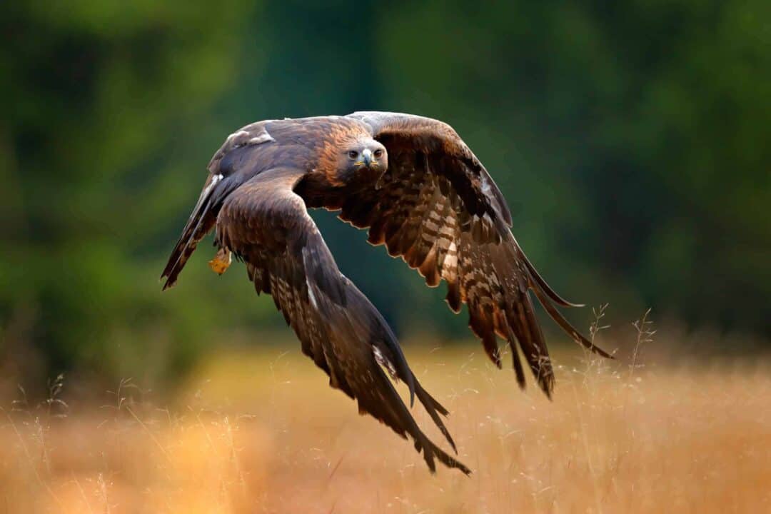 The Animal That Inspired the Myth of the Phoenix - Animals Around The Globe