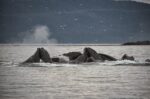 A New Whale Song Pattern Has Scientists Baffled - Animals Around The Globe