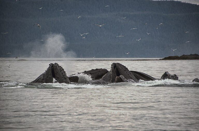 A New Whale Song Pattern Has Scientists Baffled - Animals Around The Globe
