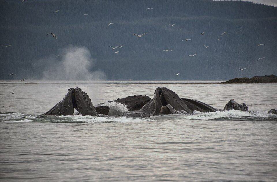 A New Whale Song Pattern Has Scientists Baffled - Animals Around The Globe
