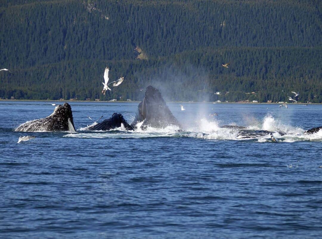 A New Whale Song Pattern Has Scientists Baffled - Animals Around The Globe