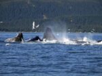 A New Whale Song Pattern Has Scientists Baffled - Animals Around The Globe