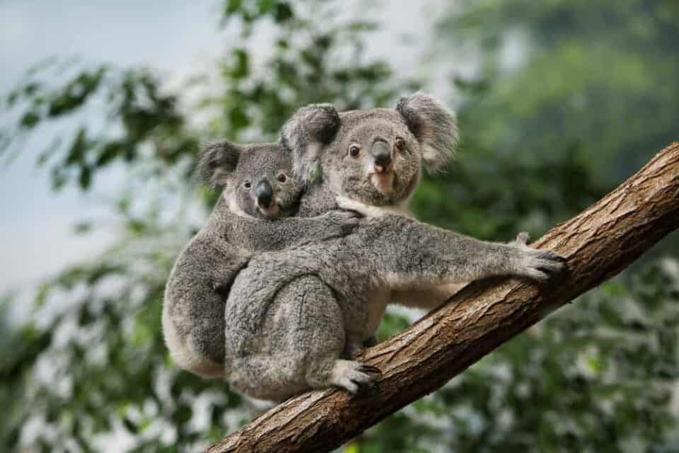 Why Koalas Sleep So Much — And Other Curious Behaviors - Animals Around ...