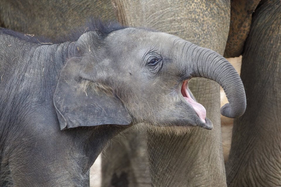 Rare Miracle Elephant Twins Traumatically Born In Thailand - Animals ...