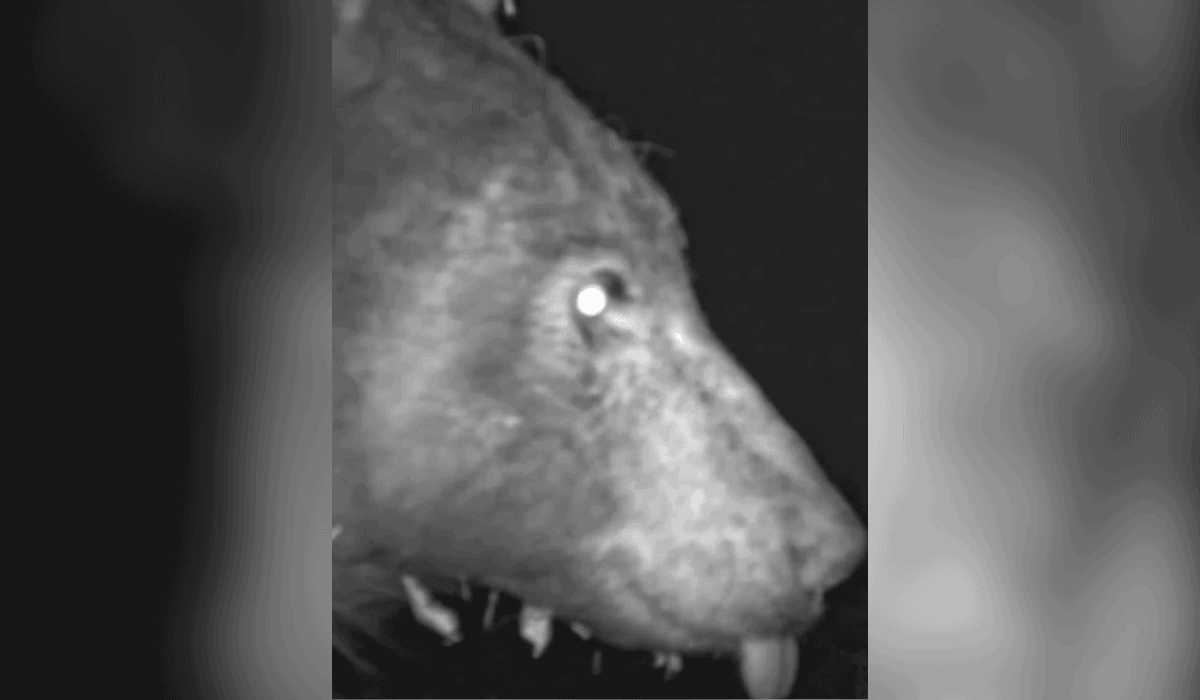 Colorado Black Bear Snaps Over 400 Selfies On Trail Cam - Animals ...