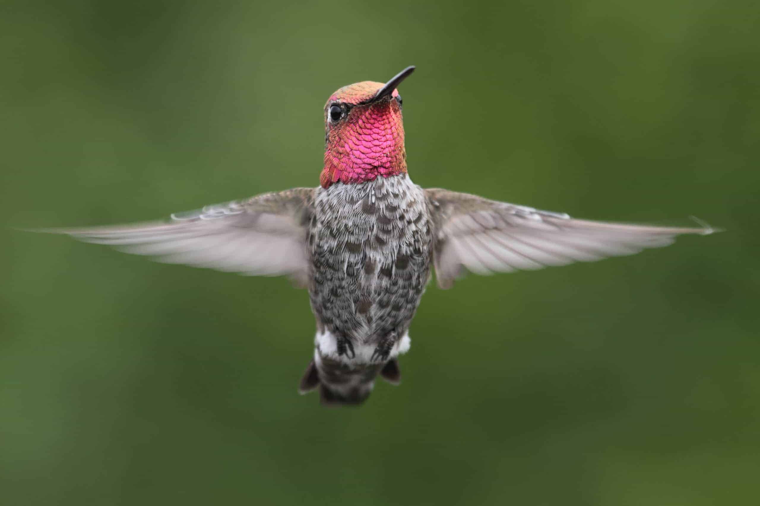 The 11 Fastest Animals on Earth and How They Compare to Humans ...