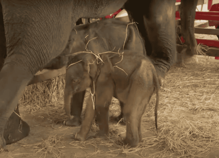 Rare Miracle Elephant Twins Traumatically Born In Thailand - Animals ...