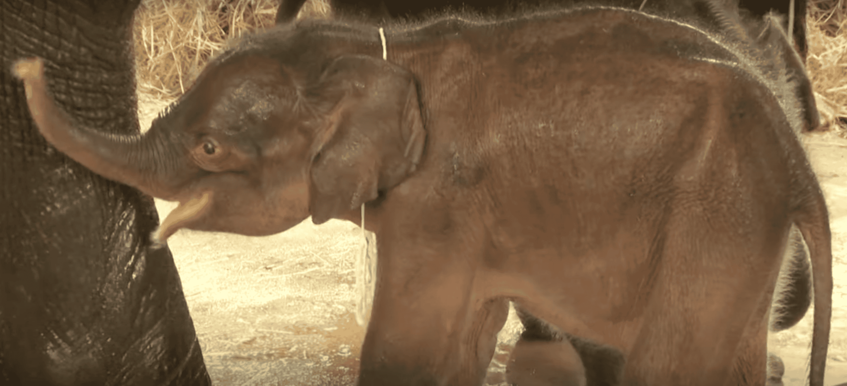 Rare Miracle Elephant Twins Traumatically Born In Thailand - Animals ...