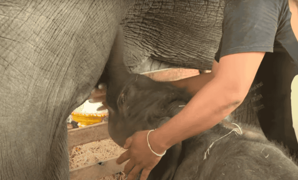 Rare Miracle Elephant Twins Traumatically Born In Thailand - Animals ...