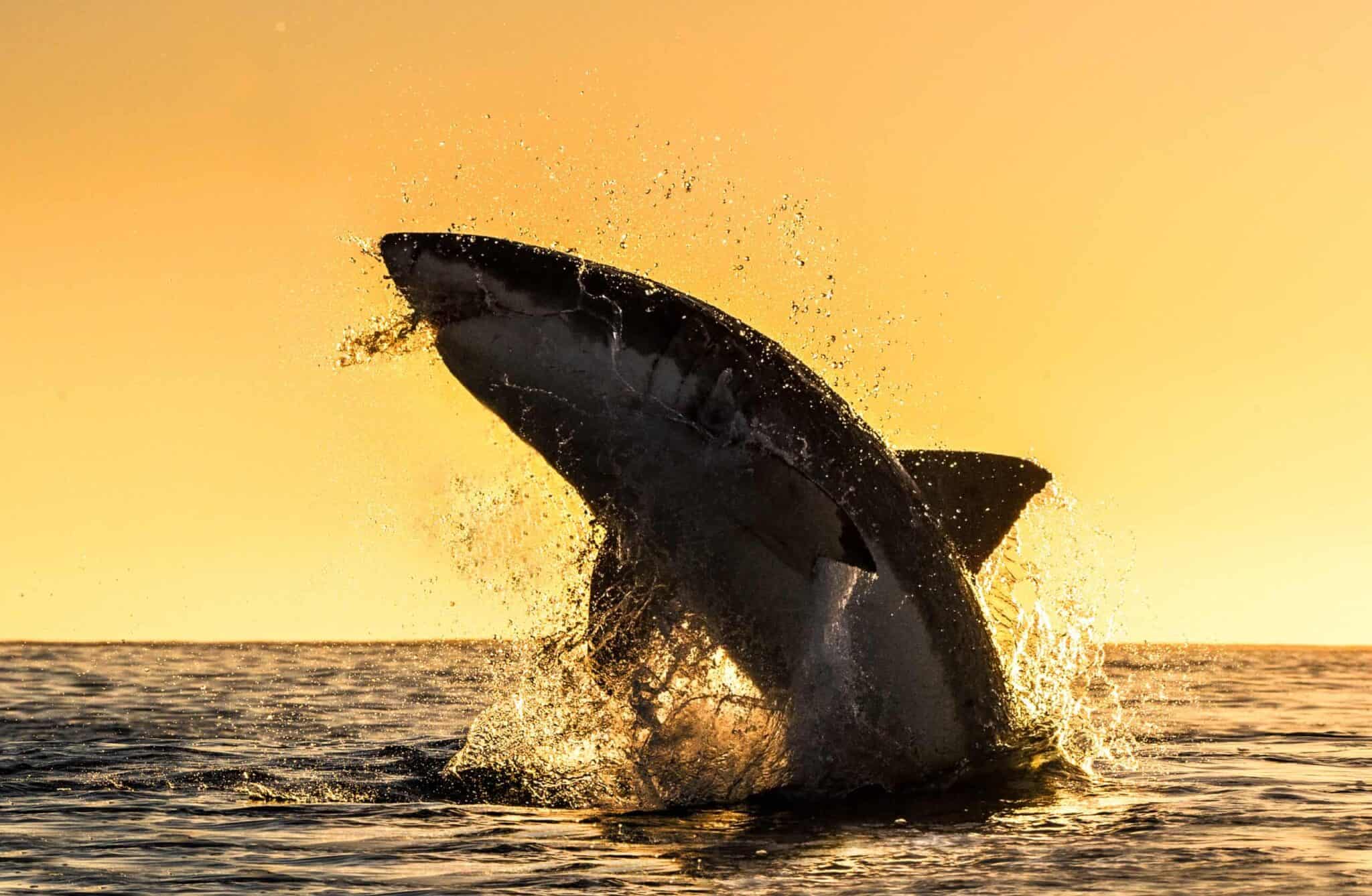 10 Terrifying Shark Encounters Caught on Camera in the US