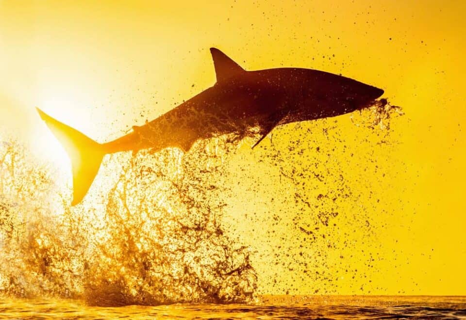 The Remarkable History of the Great White Shark’s Ancestors - Animals ...