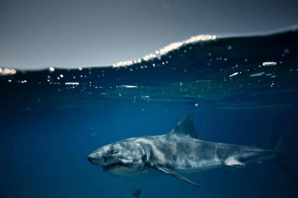 The Remarkable History of the Great White Shark’s Ancestors - Animals ...
