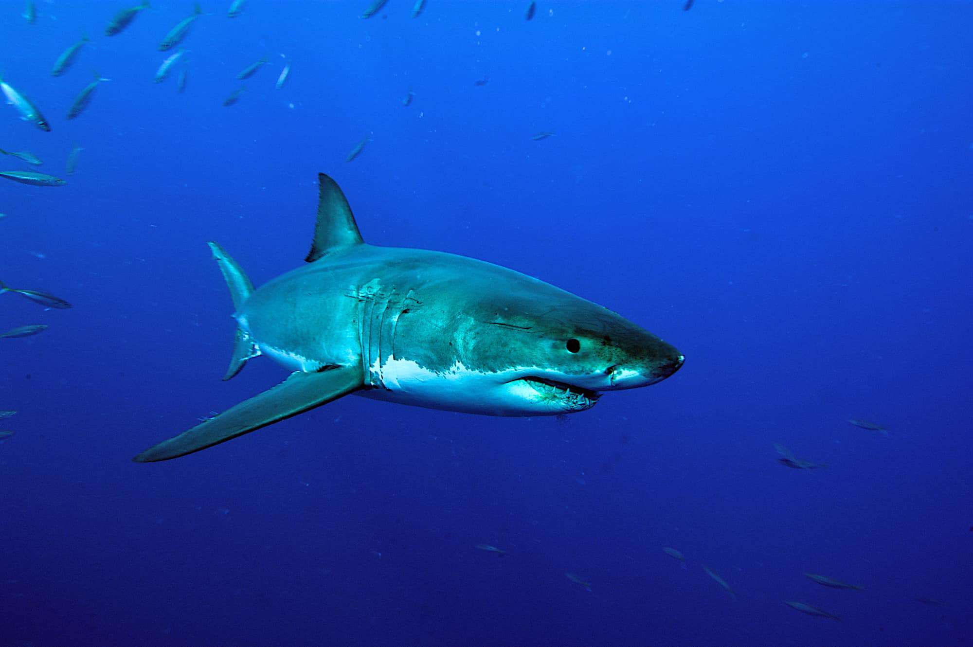 Great Whites Are Now Migrating to Colder Waters—Here’s Why