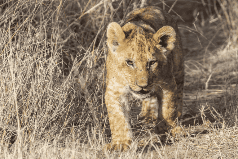 16 Cutest Animal Siblings You Will Ever See - Animals Around The Globe