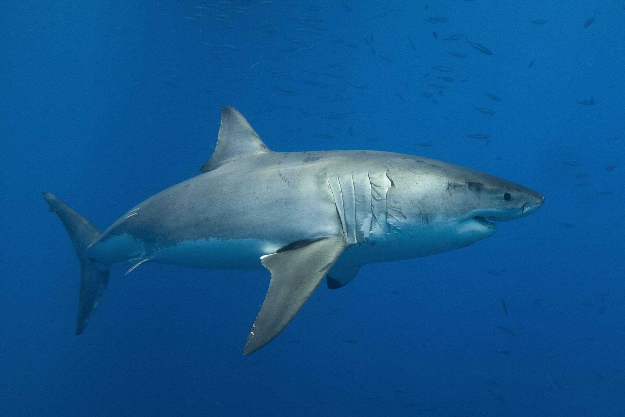 Can Sharks Really Detect a Single Drop of Blood from Miles Away?