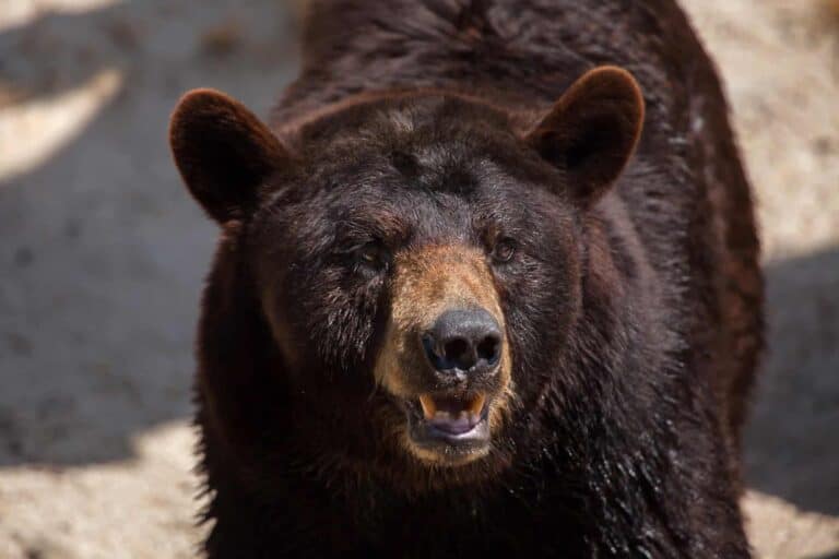 10 Massive Creatures That Can Still Climb Trees - Animals Around The Globe