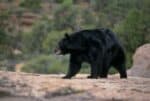 Why Black Bears Are Thriving in New Jersey
