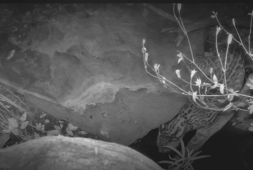 Trail Camera Footage Uncovers Rare Ocelot in Unlikely Spot in Arizona
