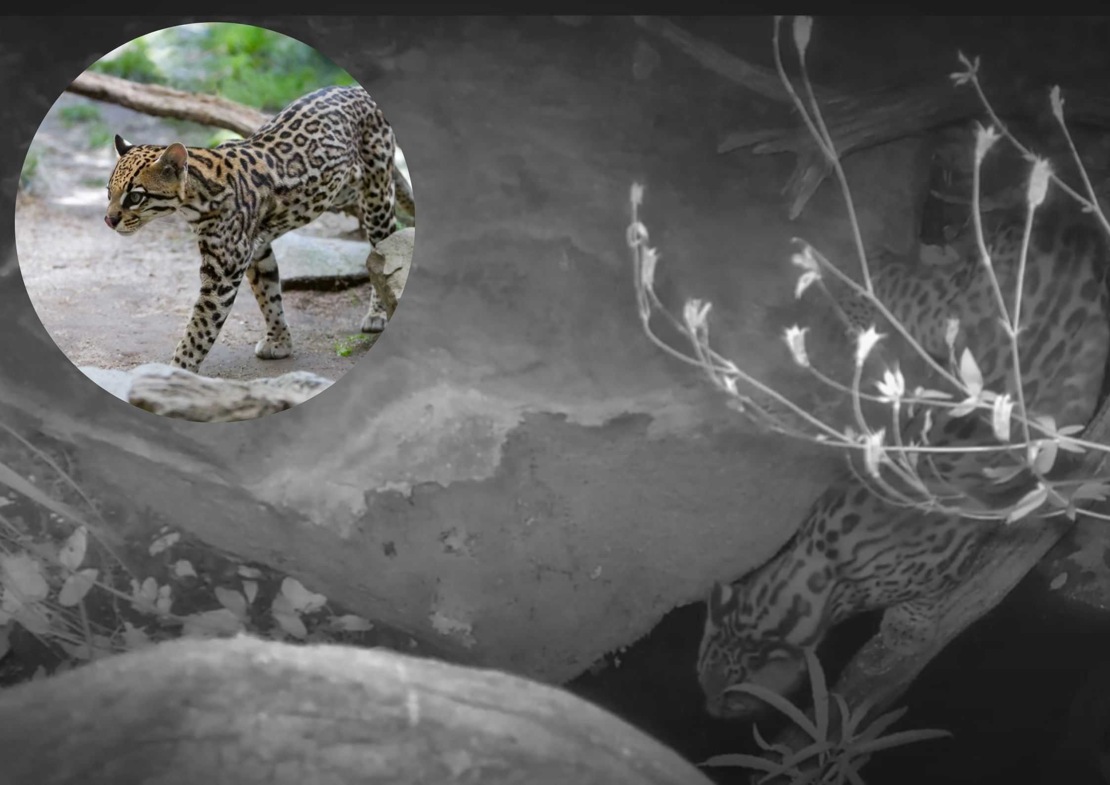 Trail Camera Footage Uncovers Rare Ocelot in Unlikely Spot in Arizona