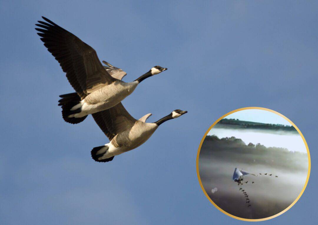 Father Goose, The Man Who Taught Geese to Fly Beside Him in an ...
