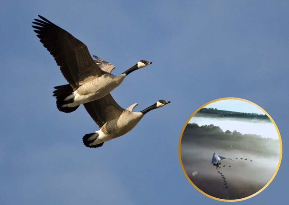 Father Goose, The Man Who Taught Geese to Fly Beside Him in an ...