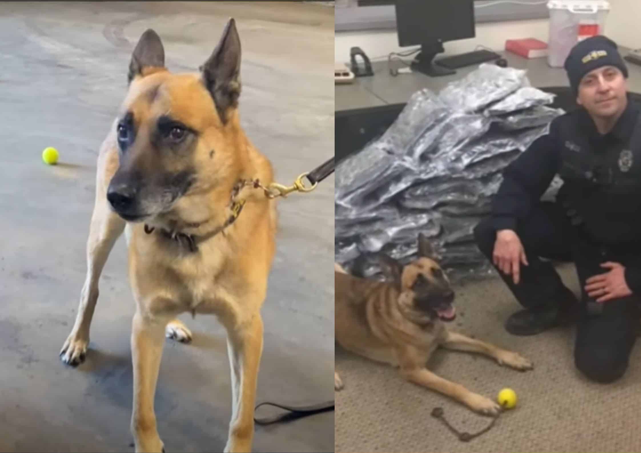 K9 Apache Retires After a Heroic 8-Year Career with Indiana State Police