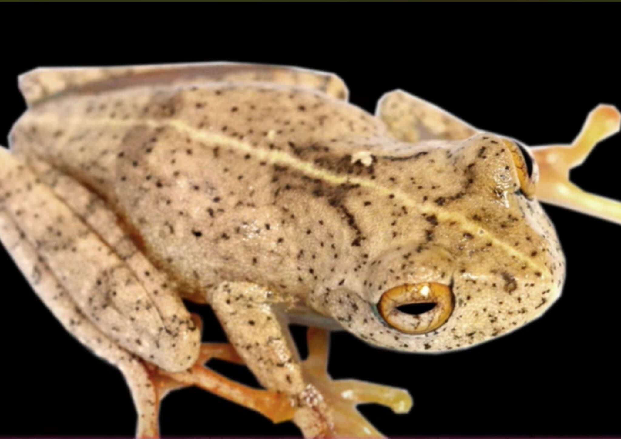 Researchers Name Newly Found Frogs From Madagascar Rainforest after ...