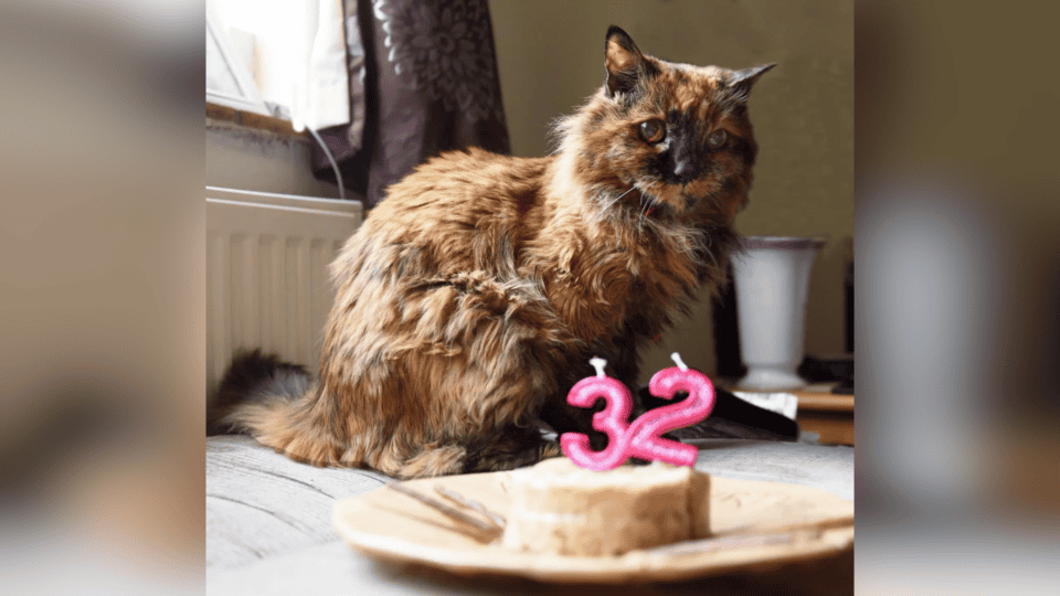 Oudste kat ter wereld, Rosie, overleden op 33-jarige leeftijd - Animals ...