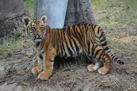 Saving Sumatra’s Endangered Sunda Tiger - Animals Around The Globe