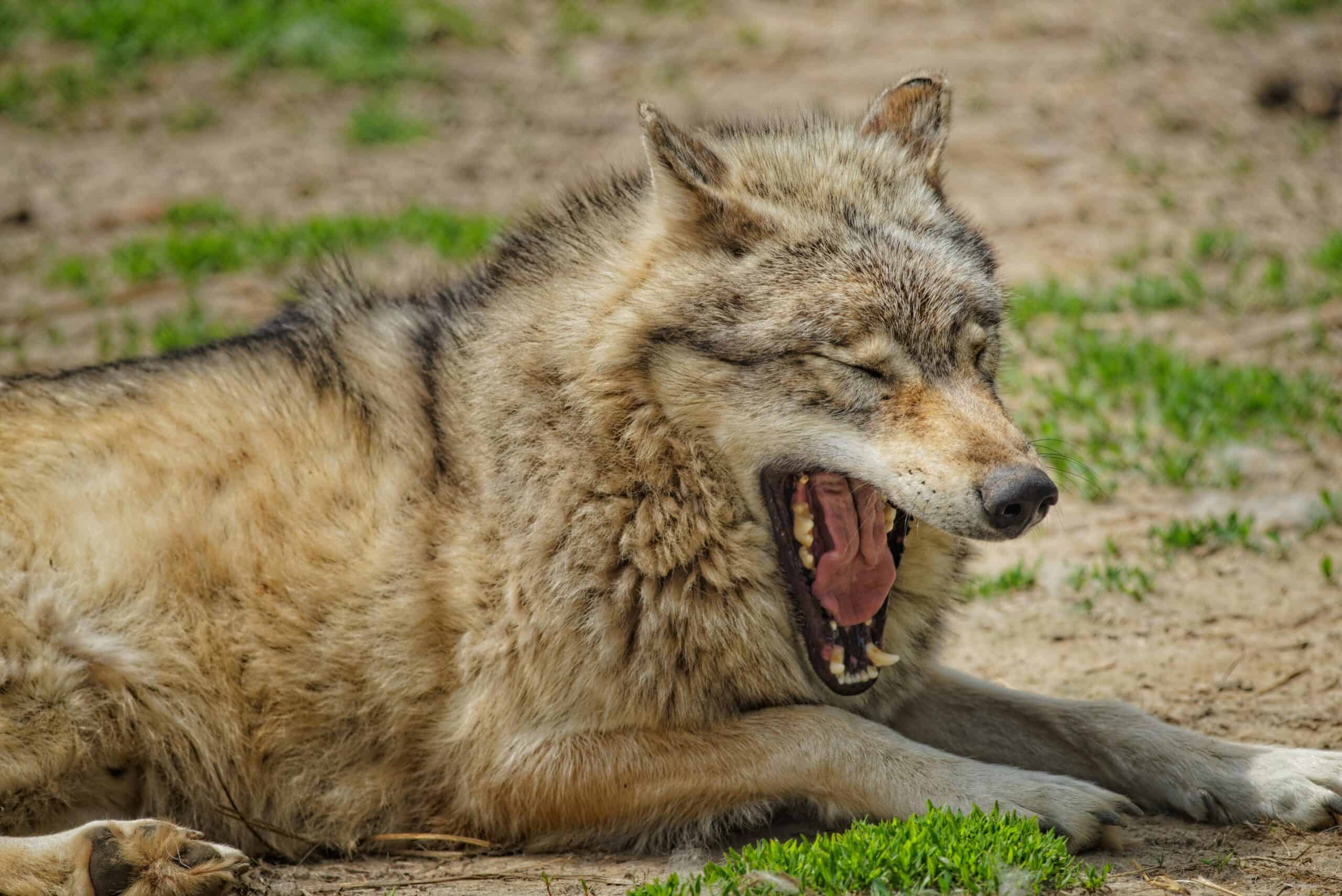 60 Gray Wolves Make a Remarkable Comeback in California After Nearly ...