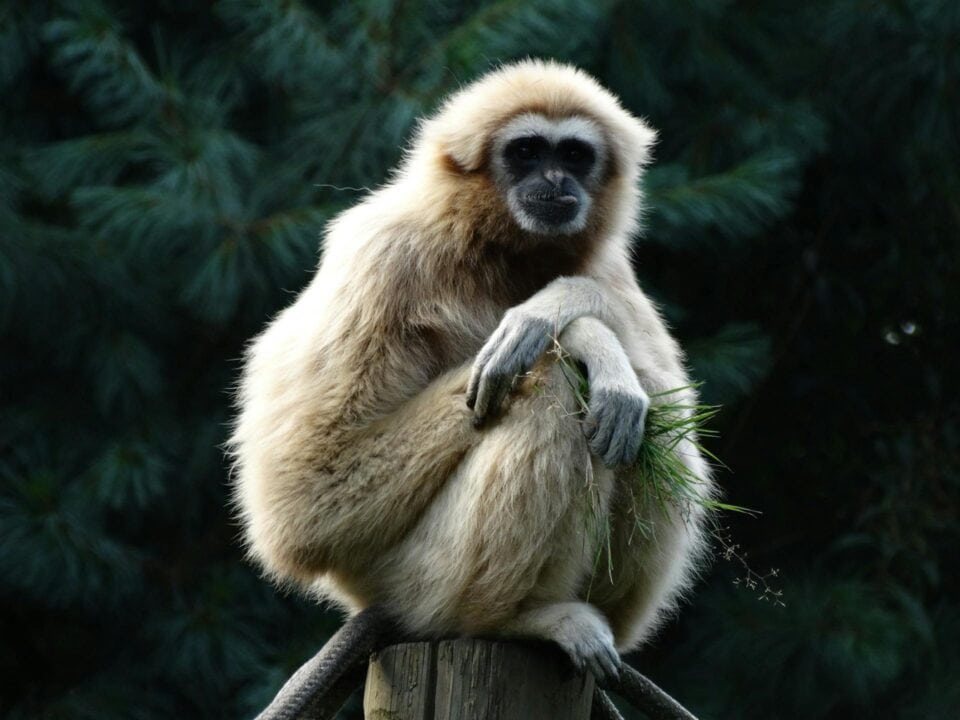 Top 10 Animals and Wildlife in Thailand - Animals Around The Globe