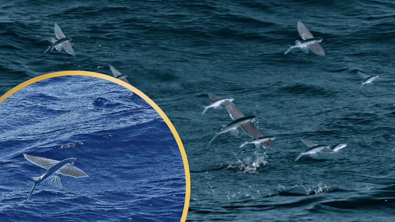 The Wild World of Flying Fish and Soaring Squid - Animals Around The Globe
