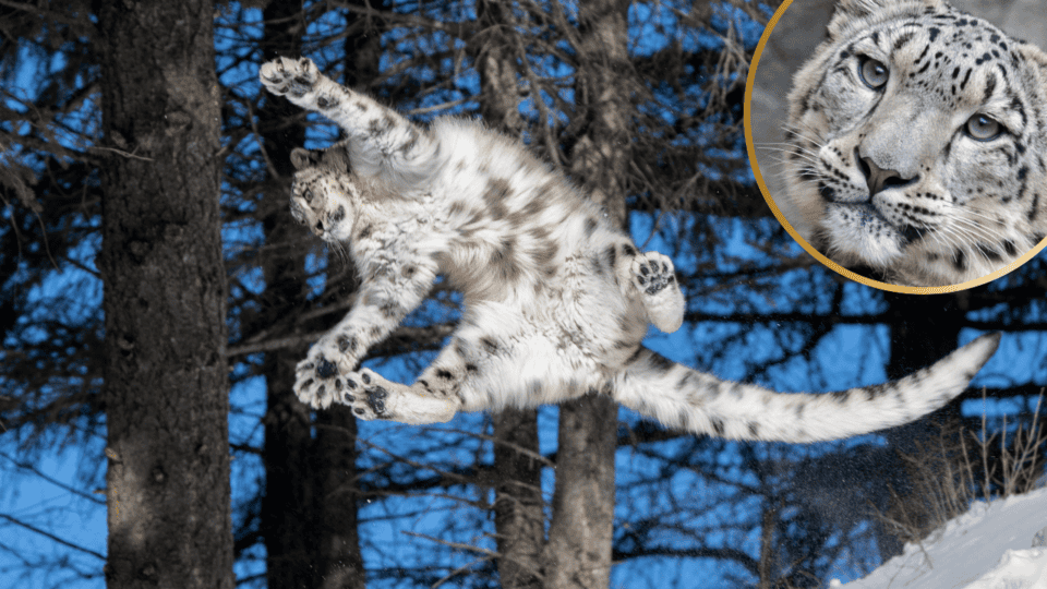 22 Coolest Animals Gifted with Extreme Abilities of Survival - Animals ...