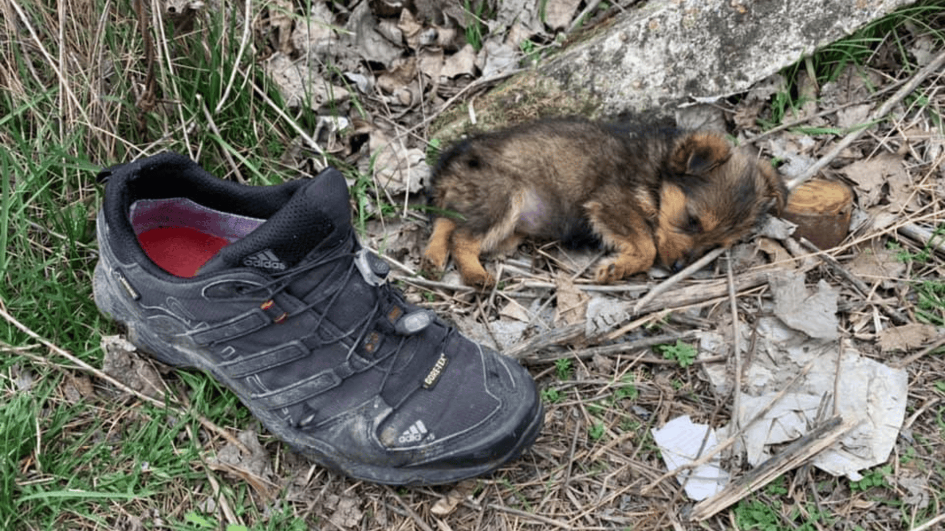 Tiny Puppy Found Living in an Old Shoe Finds Her Hero - Animals Around ...