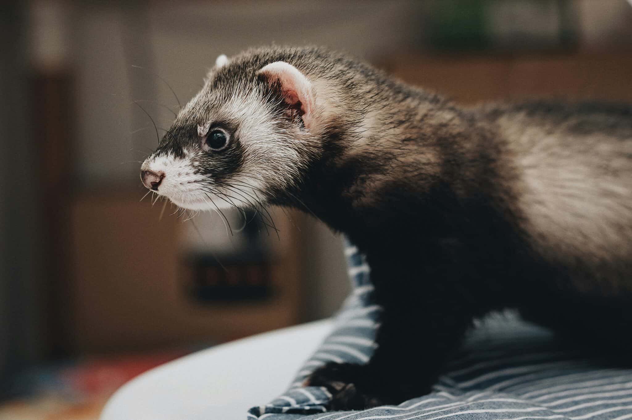 The Perfect Pet for Each Zodiac Sign - Animals Around The Globe