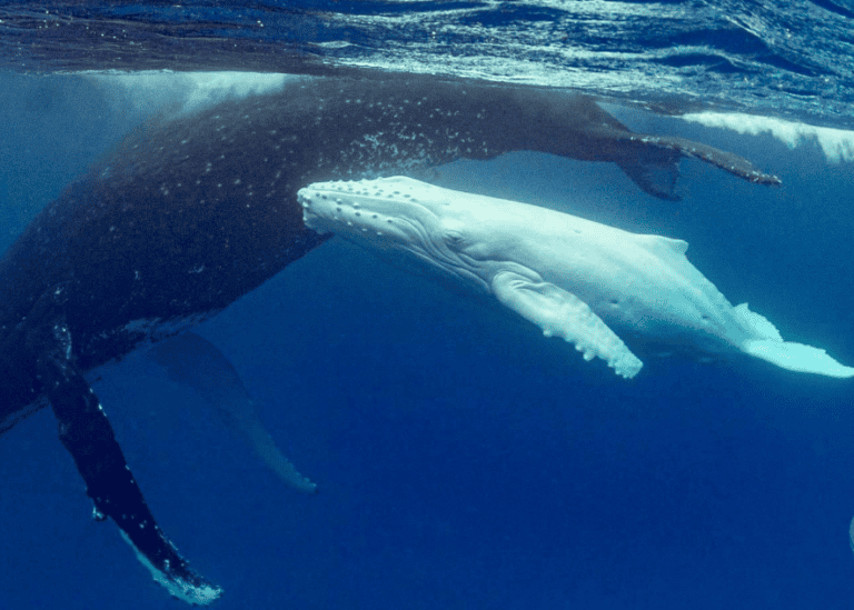 Meet Mãhina the All-White Humpback Whale Calf Making Waves in Tonga