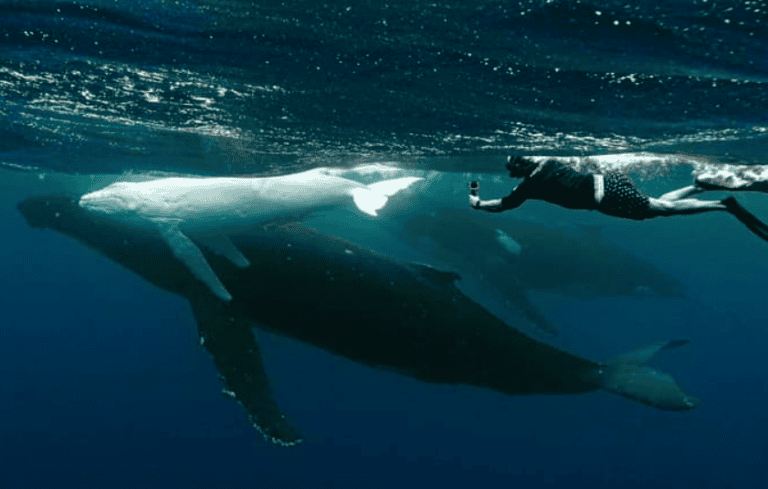 Meet Mãhina the All-White Humpback Whale Calf Making Waves in Tonga