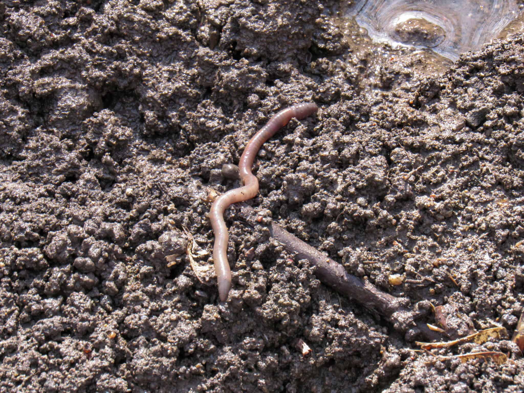 Meet 9 of Nature’s Engineers That Reshape Their Ecosystems