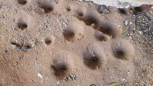 Ants That Wage War With Neighboring Colonies