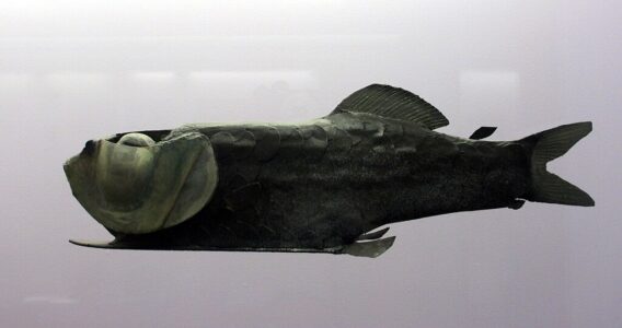 This Fish Has Transparent Skin - Animals Around The Globe