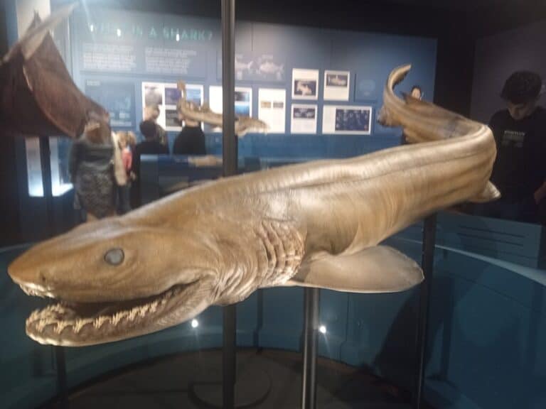 10 Bizarre Creatures Found in the Deepest Parts of the Ocean - Animals ...